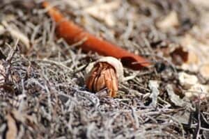 Why Did My Hermit Crab Die?