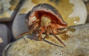 Are Hermit Crabs Decomposers? — Hermit Crab Answers
