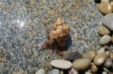 Hermit Crab Waste: A Comprehensive Guide for Pet Owners