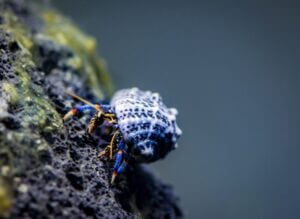 How To Care for Dwarf Blue Leg Hermit Crabs